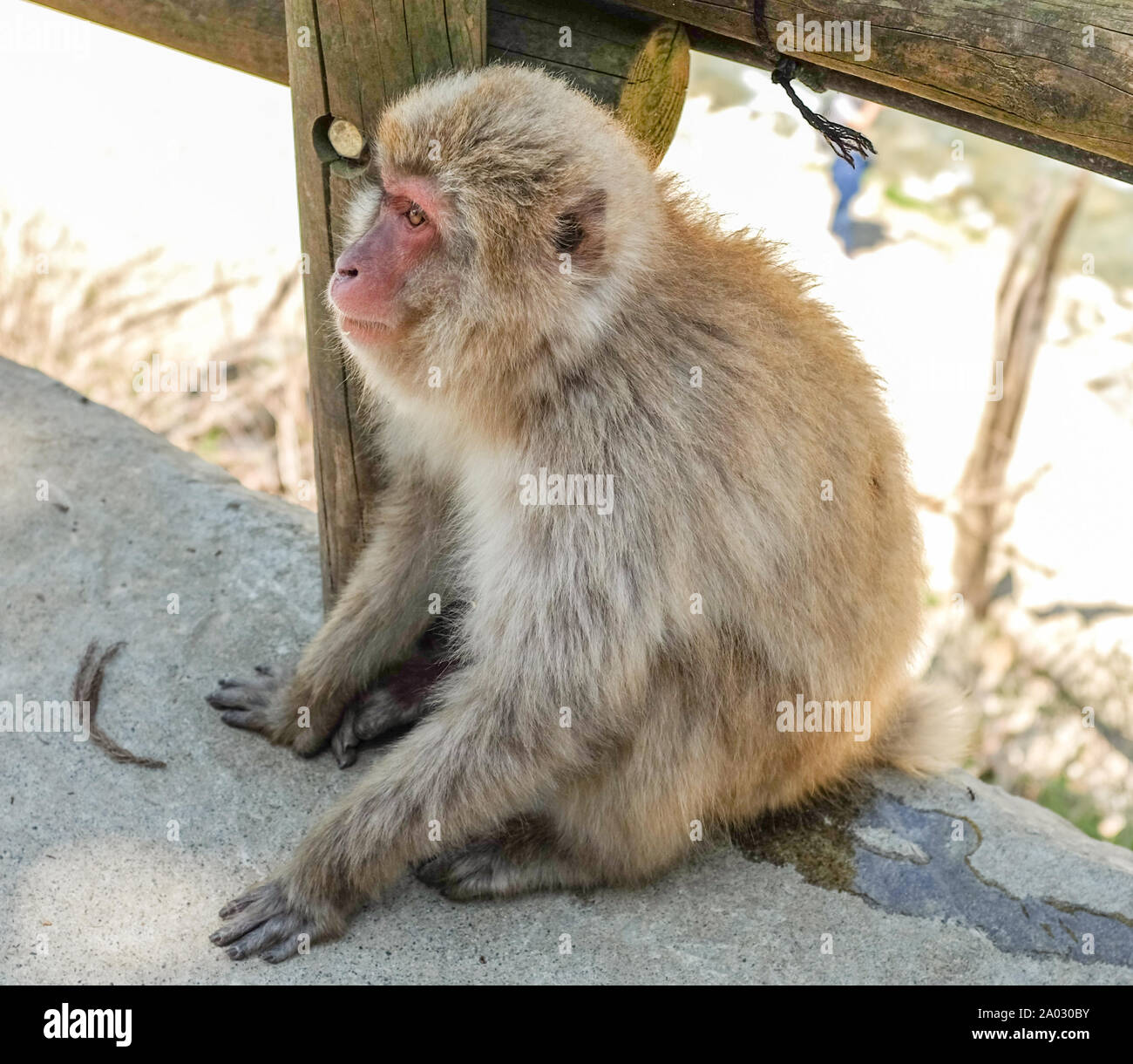 Jigokudani Monkey park, Yamanouchi, Yudanaka, Shibu Onsen, Nagano Stock ...