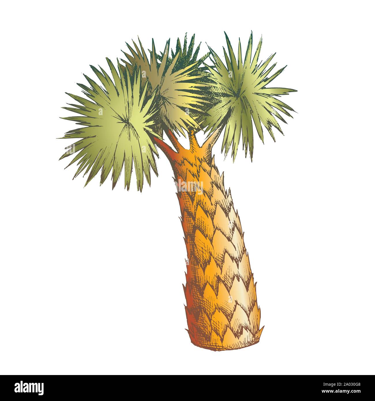 Palm Leaves Tree High Trunk Color Vector Stock Vector Image & Art - Alamy