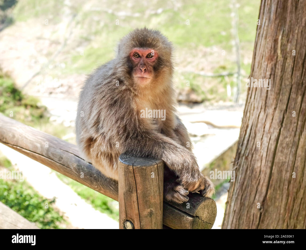 Jigokudani Monkey park, Yamanouchi, Yudanaka, Shibu Onsen, Nagano Stock ...