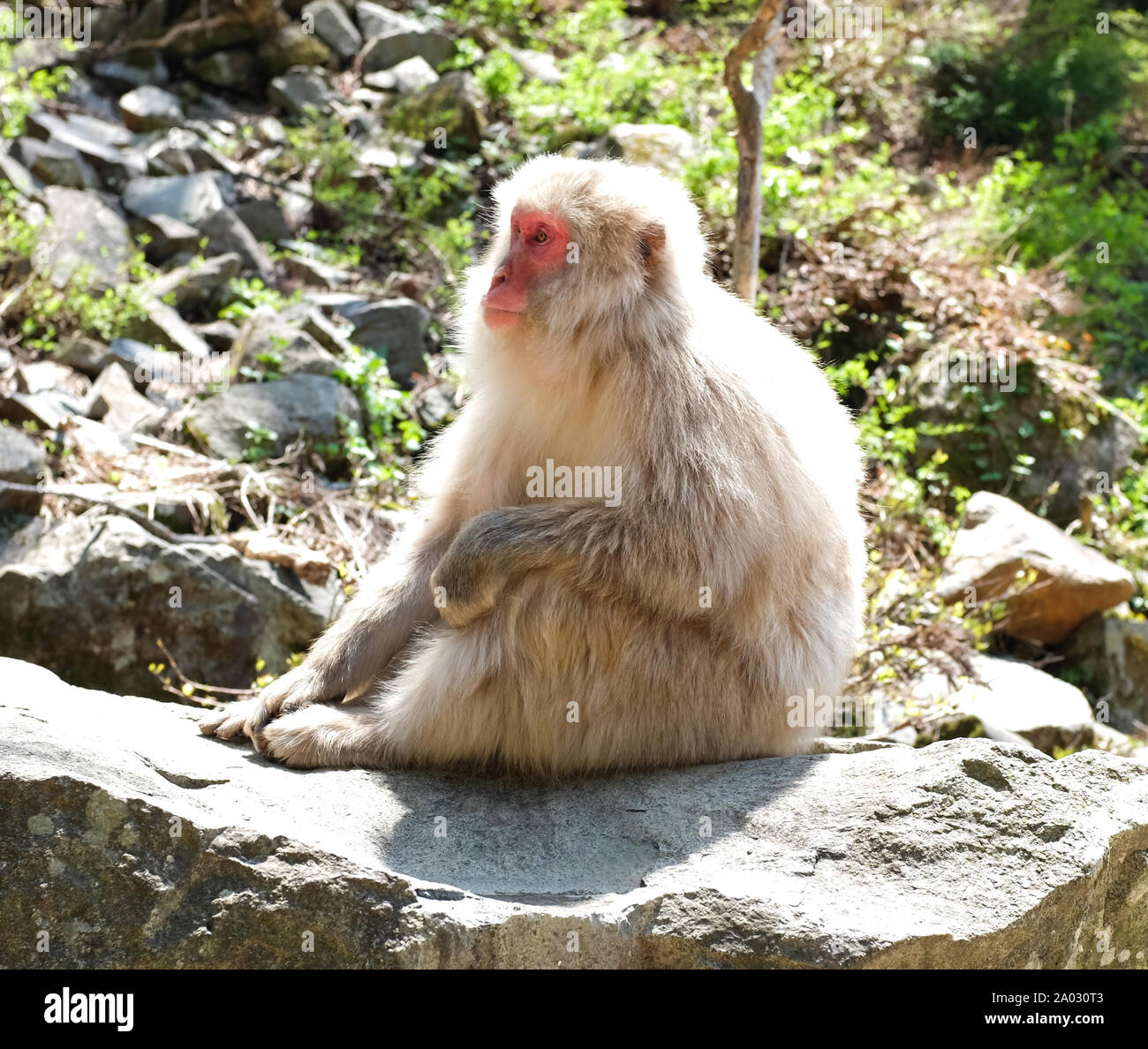 Jigokudani Monkey park, Yamanouchi, Yudanaka, Shibu Onsen, Nagano Stock ...