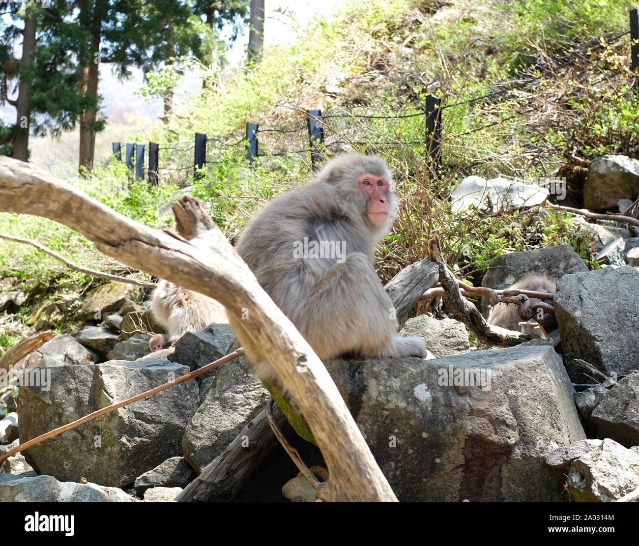 Jigokudani Monkey park, Yamanouchi, Yudanaka, Shibu Onsen, Nagano Stock ...