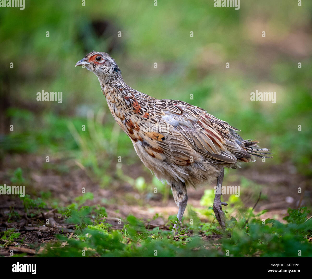Ten week old pheasant chicks, (Phasianus colchicus) often known as ...