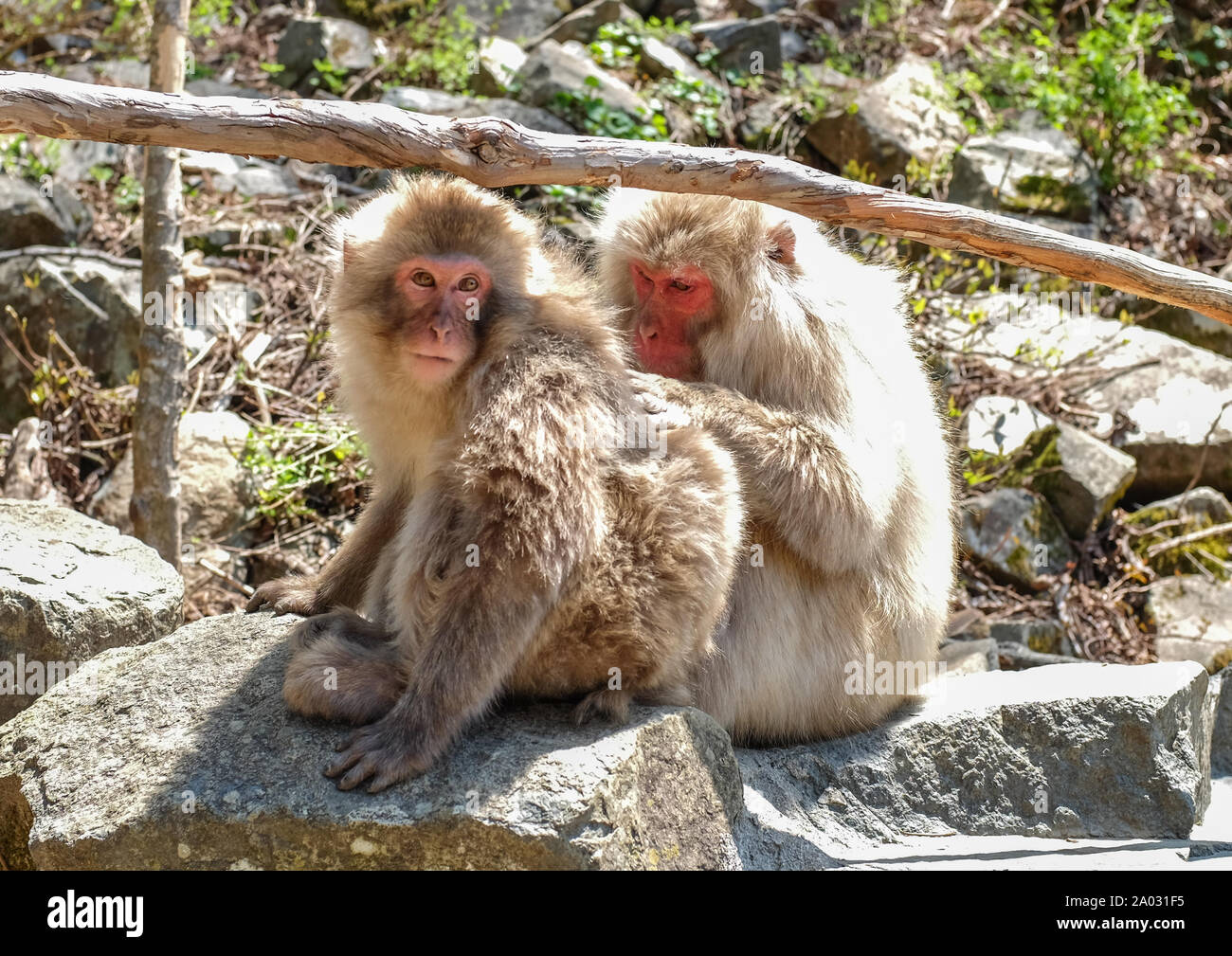 Jigokudani Monkey park, Yamanouchi, Yudanaka, Shibu Onsen, Nagano Stock ...