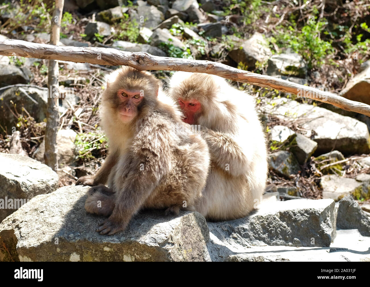Jigokudani Monkey park, Yamanouchi, Yudanaka, Shibu Onsen, Nagano Stock ...