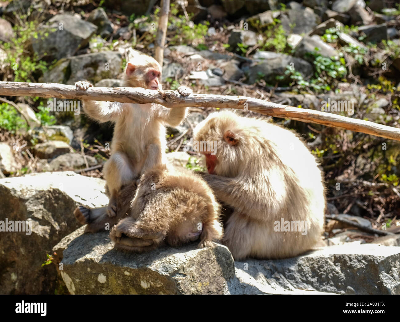 Jigokudani Monkey park, Yamanouchi, Yudanaka, Shibu Onsen, Nagano Stock ...