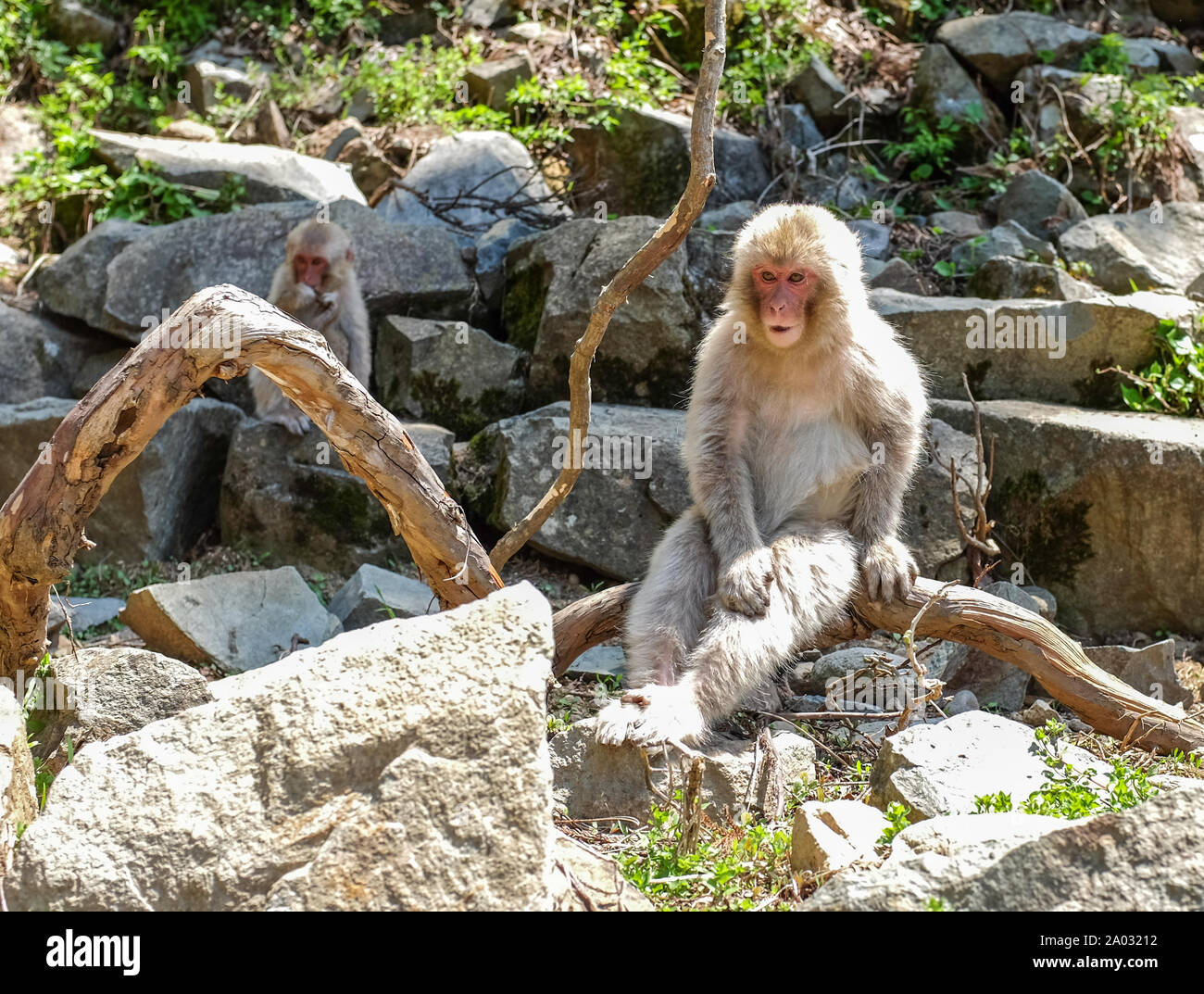 Jigokudani Monkey park, Yamanouchi, Yudanaka, Shibu Onsen, Nagano Stock ...