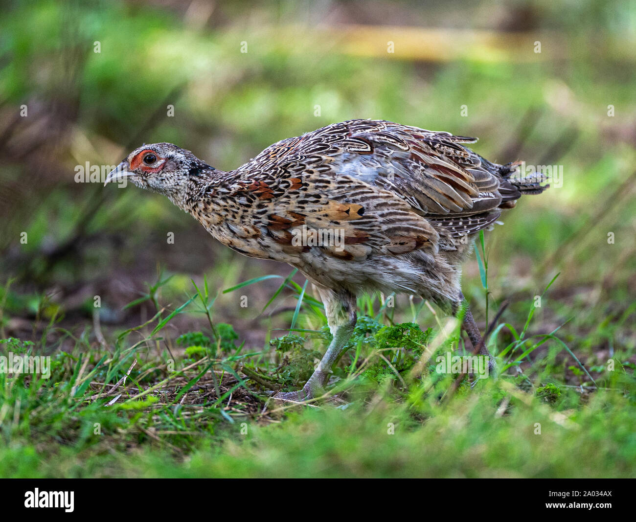 Ten week old pheasant chicks, (Phasianus colchicus) often known as ...