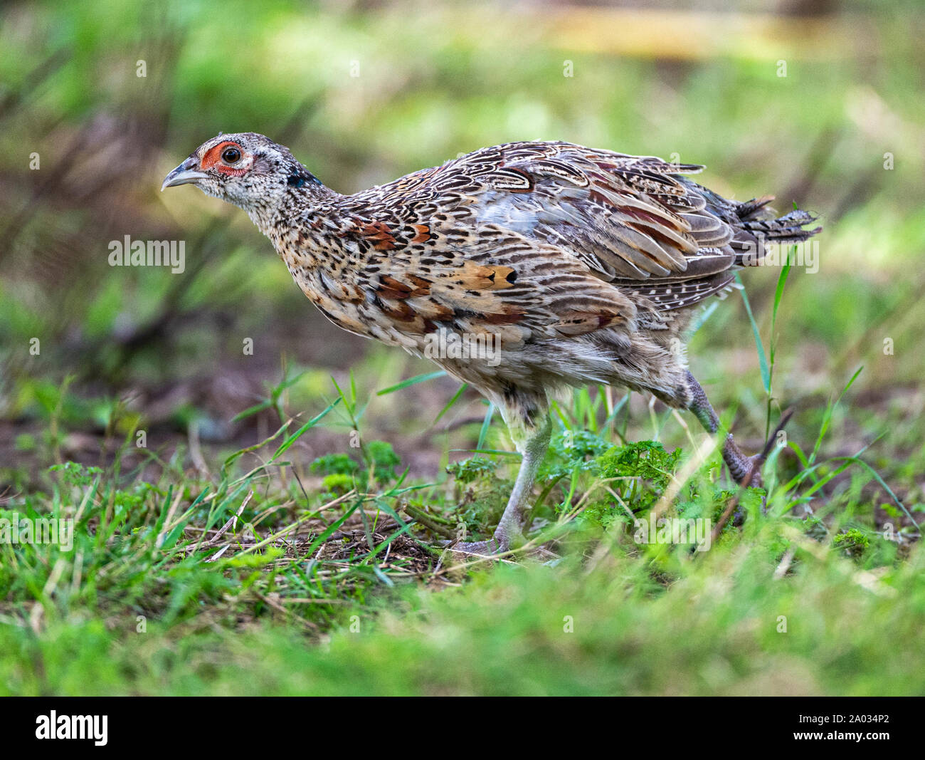 Ten week old pheasant chicks, (Phasianus colchicus) often known as ...