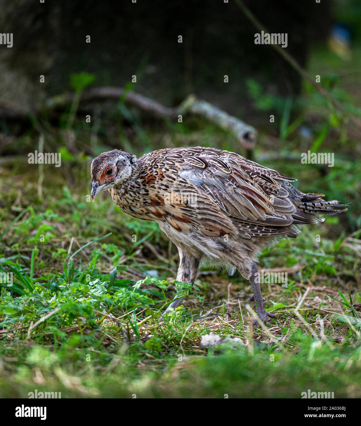 Ten week old pheasant chicks, (Phasianus colchicus) often known as ...