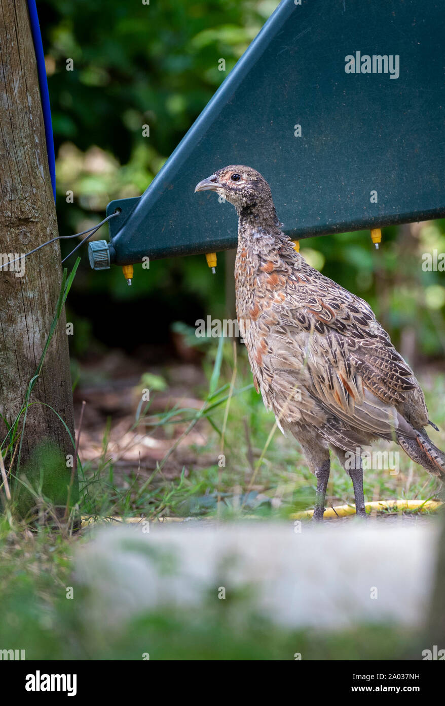 Ten-week old pheasant chicks, (Phasianus colchicus) often known as ...