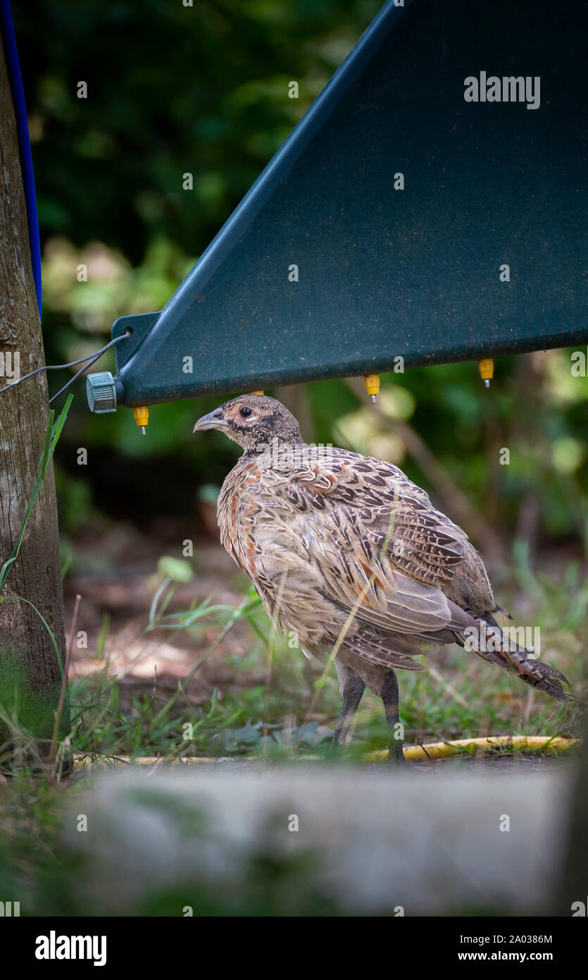 Ten-week old pheasant chicks, (Phasianus colchicus) often known as ...