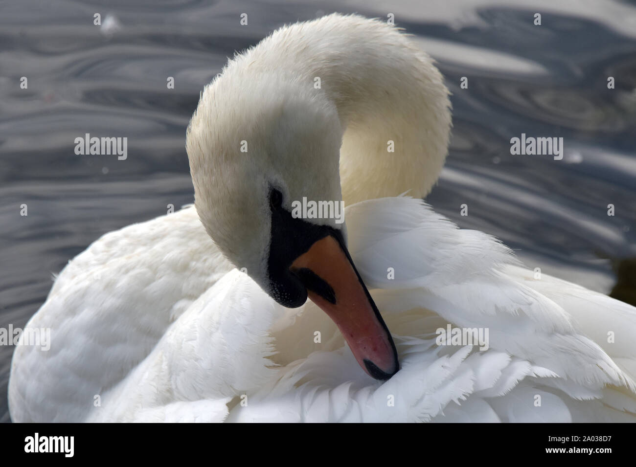 Swan of Prague Stock Photo - Alamy