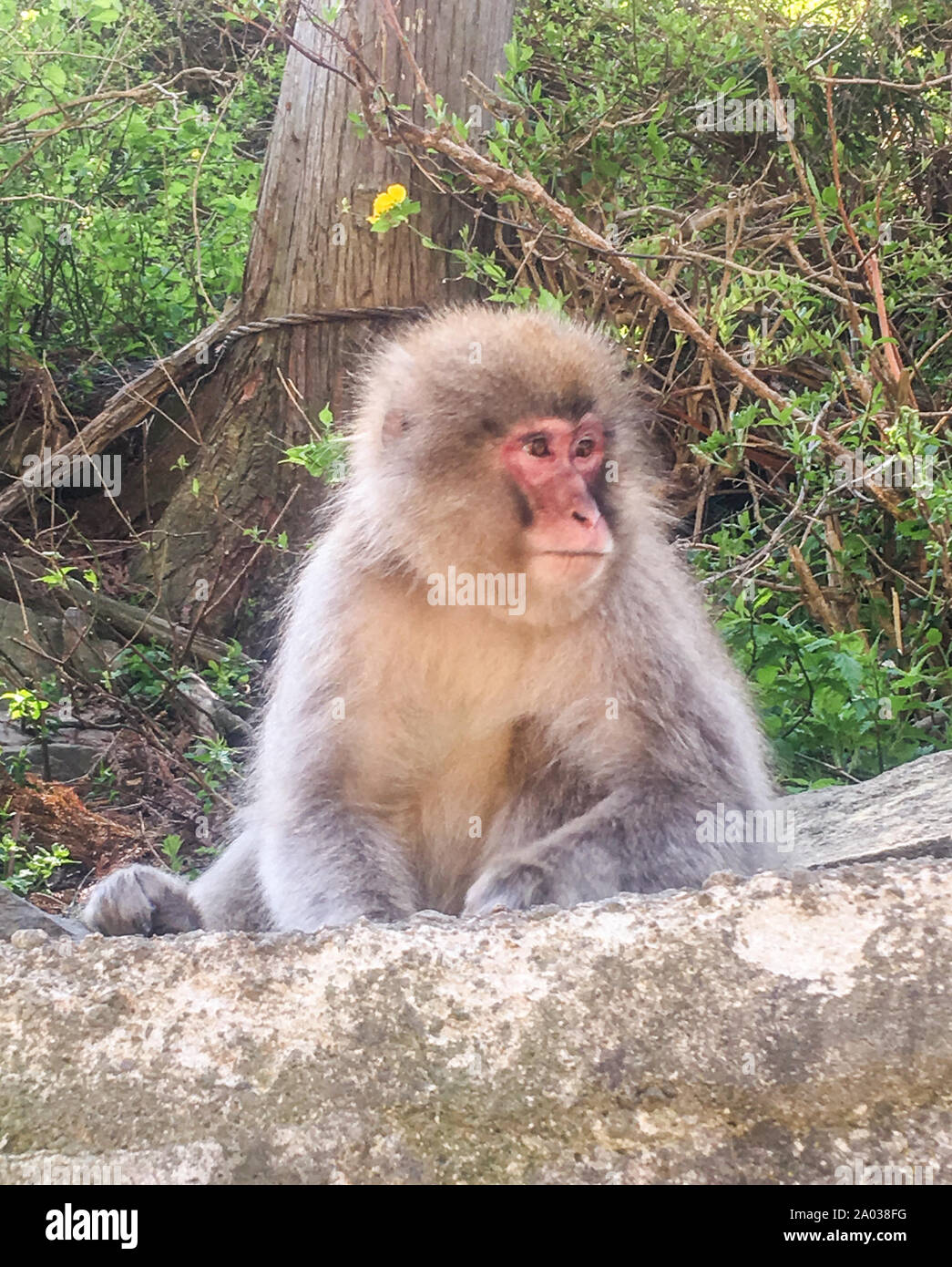 Jigokudani Monkey park, Yamanouchi, Yudanaka, Shibu Onsen, Nagano Stock ...