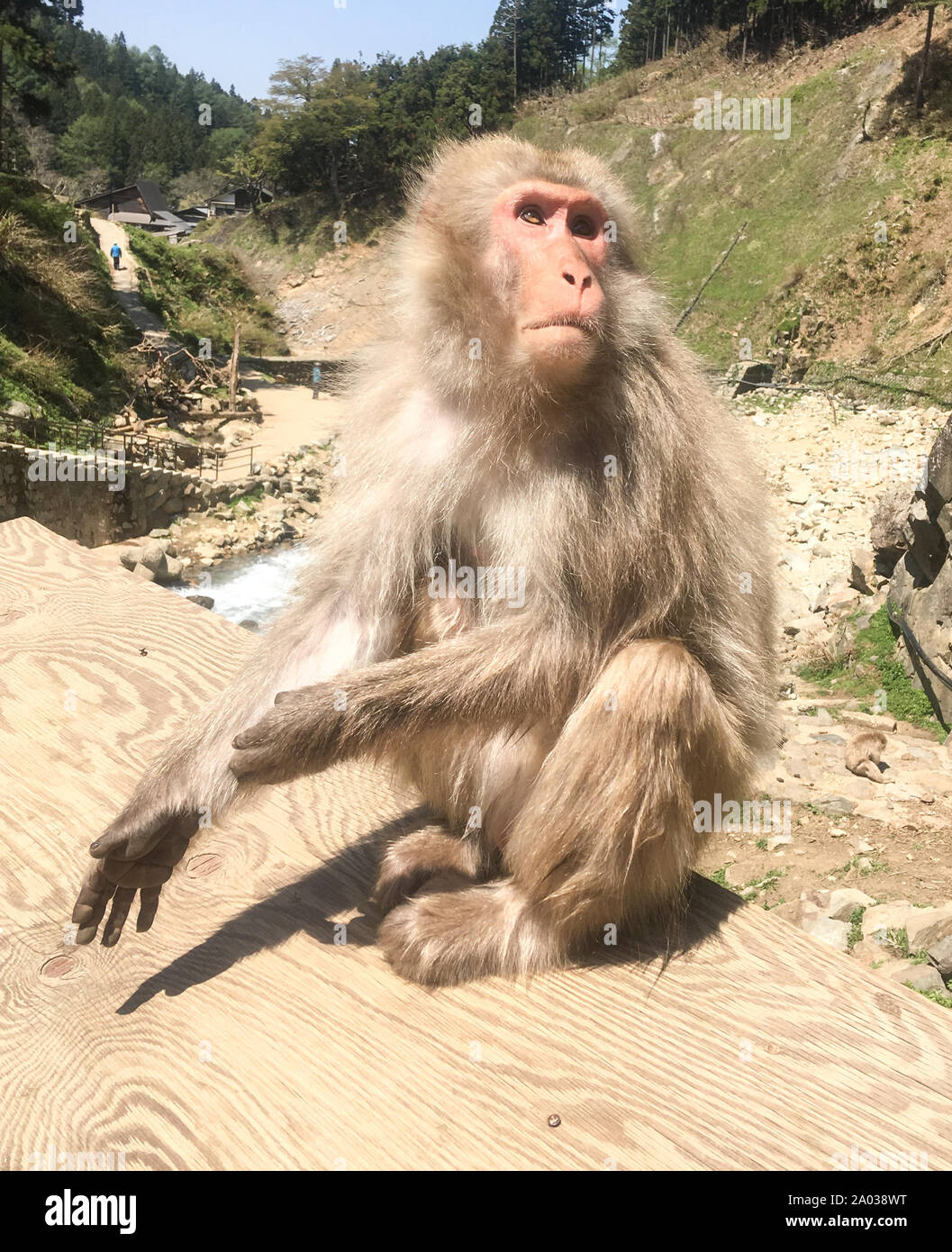 Jigokudani Monkey park, Yamanouchi, Yudanaka, Shibu Onsen, Nagano Stock ...
