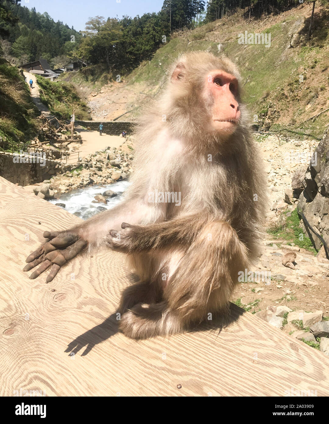 Jigokudani Monkey park, Yamanouchi, Yudanaka, Shibu Onsen, Nagano Stock ...