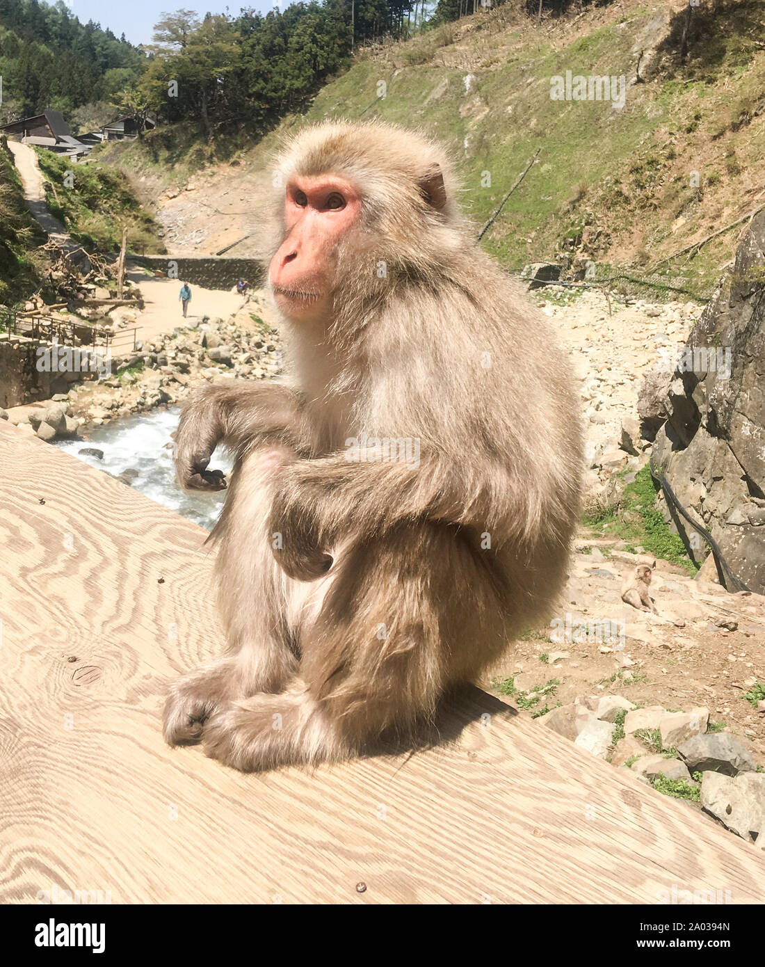 Japans Iconic Monkeys High Resolution Stock Photography and Images - Alamy