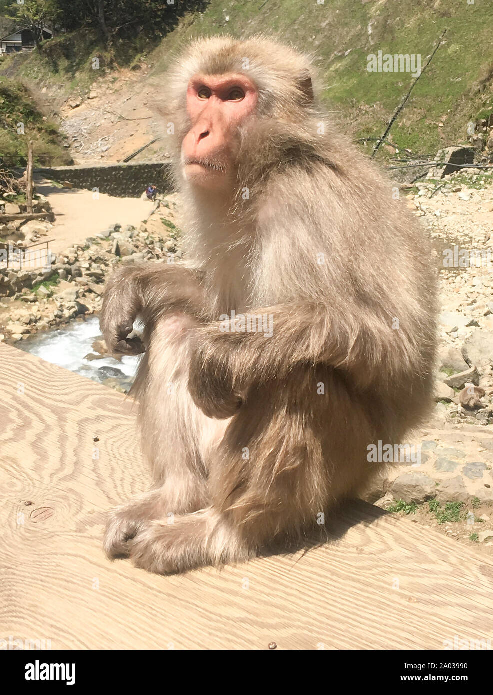 Jigokudani Monkey park, Yamanouchi, Yudanaka, Shibu Onsen, Nagano Stock ...