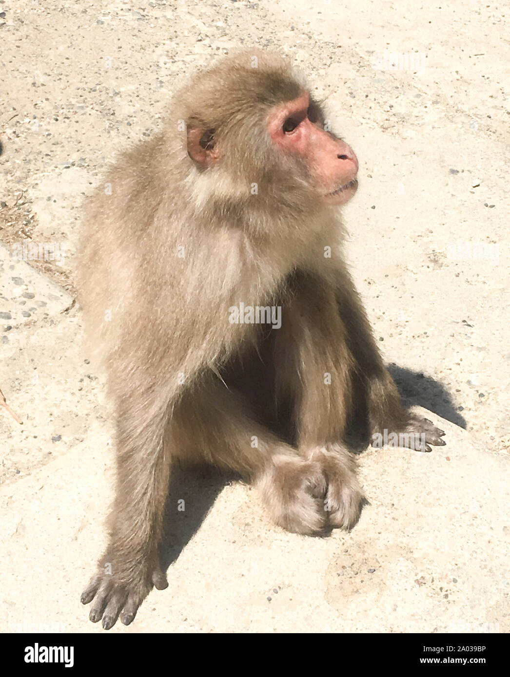 Jigokudani Monkey park, Yamanouchi, Yudanaka, Shibu Onsen, Nagano Stock ...
