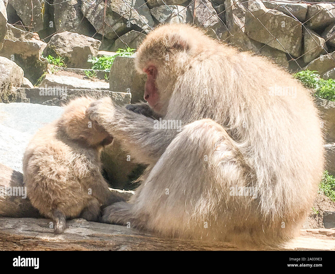 Jigokudani Monkey park, Yamanouchi, Yudanaka, Shibu Onsen, Nagano Stock ...