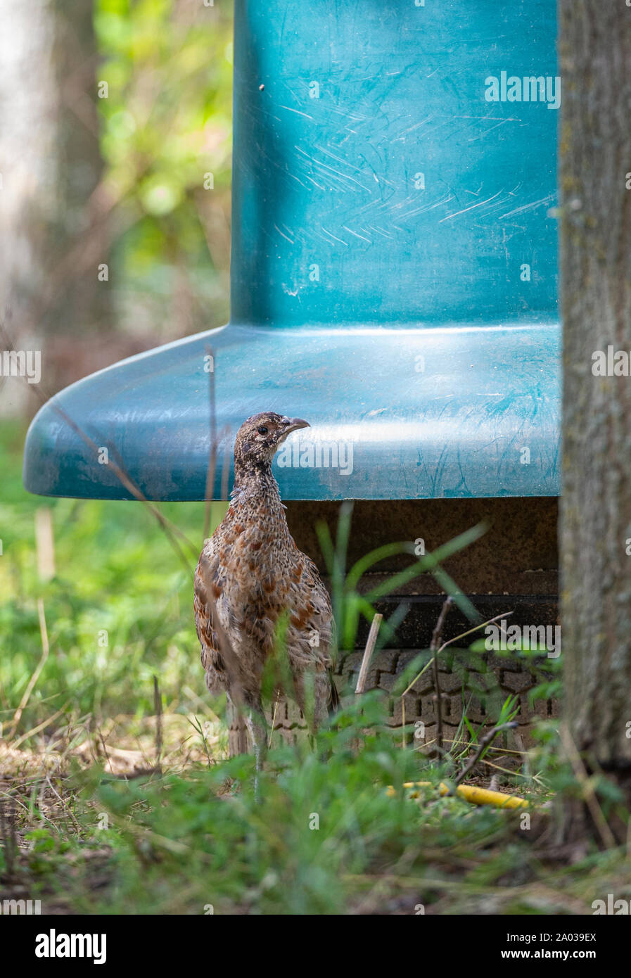 Ten week old pheasant chicks, (Phasianus colchicus) often known as ...
