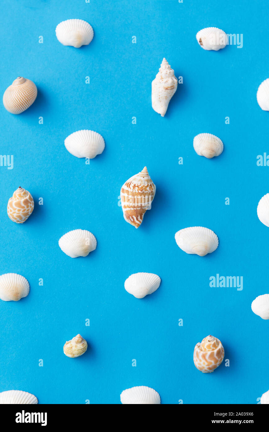 different sea shells on blue background Stock Photo - Alamy