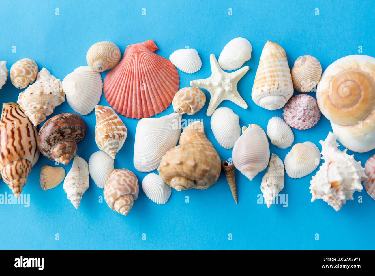 different sea shells on blue background Stock Photo - Alamy