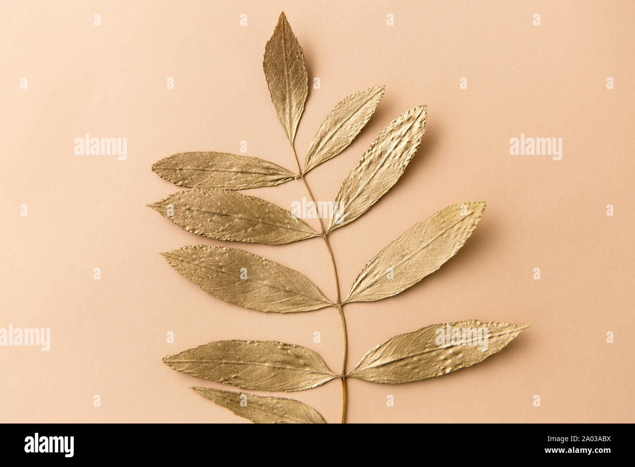 Golden ash tree hi-res stock photography and images - Alamy