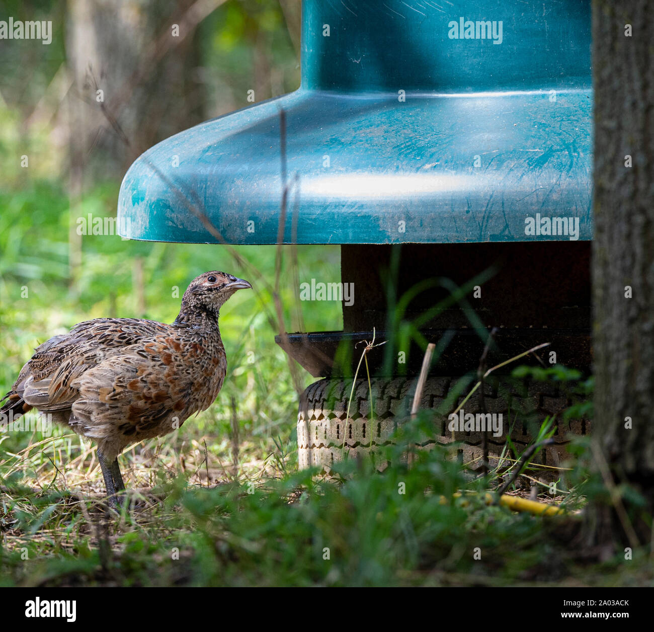Ten week old pheasant chicks, (Phasianus colchicus) often known as ...