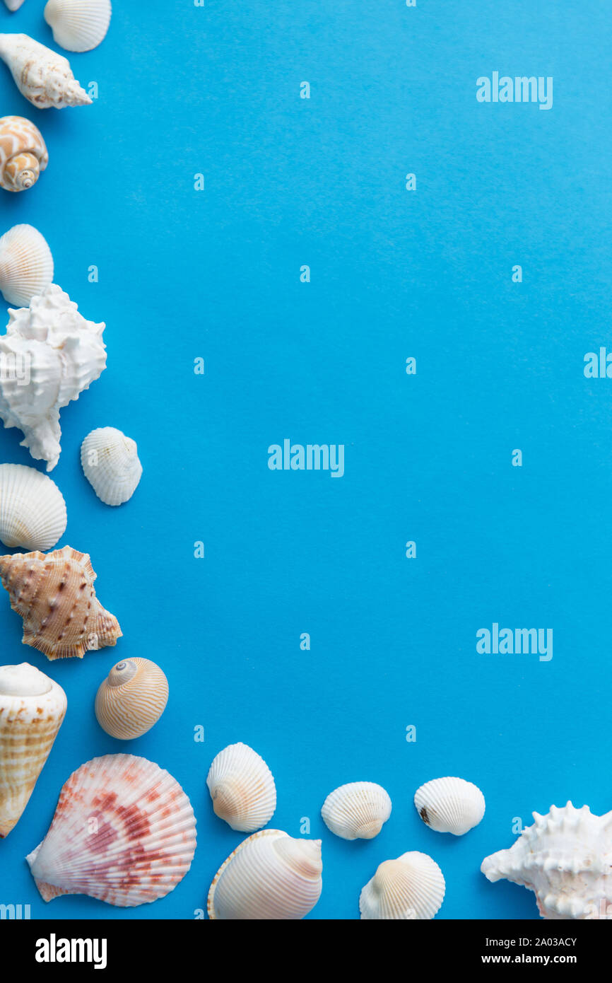 frame of different sea shells on blue background Stock Photo - Alamy