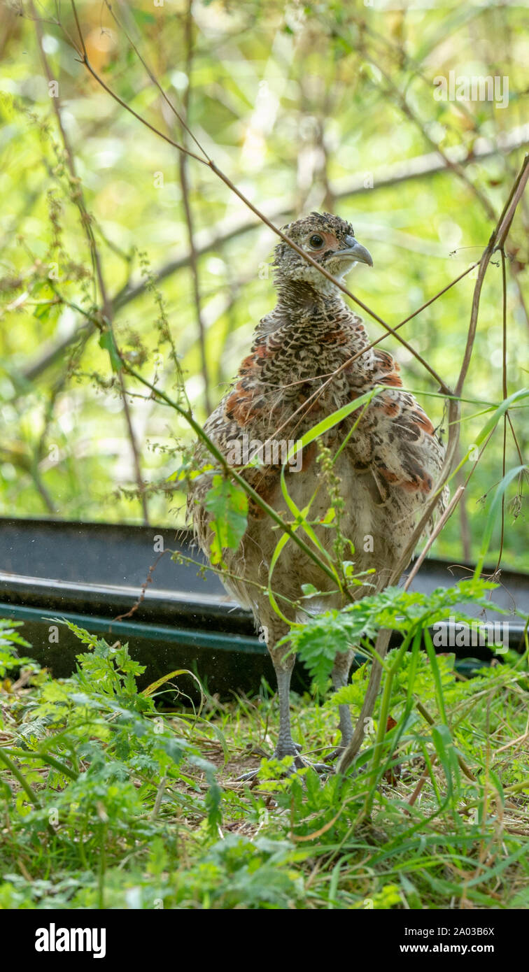 Ten week old pheasant chicks, (Phasianus colchicus) often known as ...