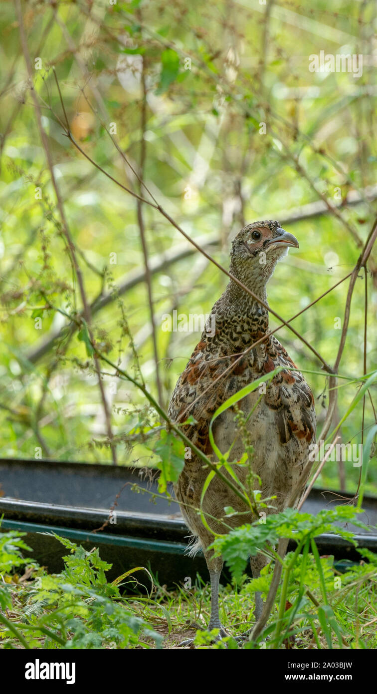 Ten week old pheasant chicks, (Phasianus colchicus) often known as ...