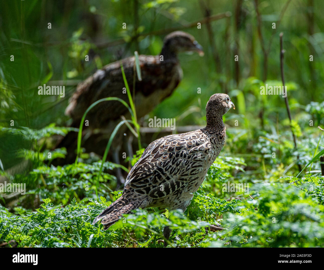 Ten week old pheasant chicks, (Phasianus colchicus) often known as ...