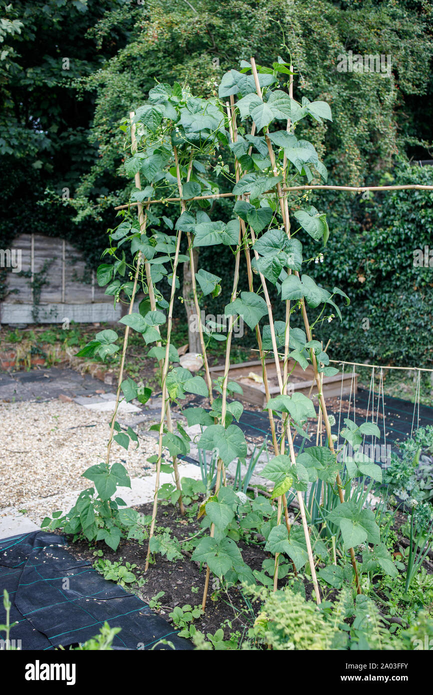 French bean plants hi-res stock photography and images - Alamy