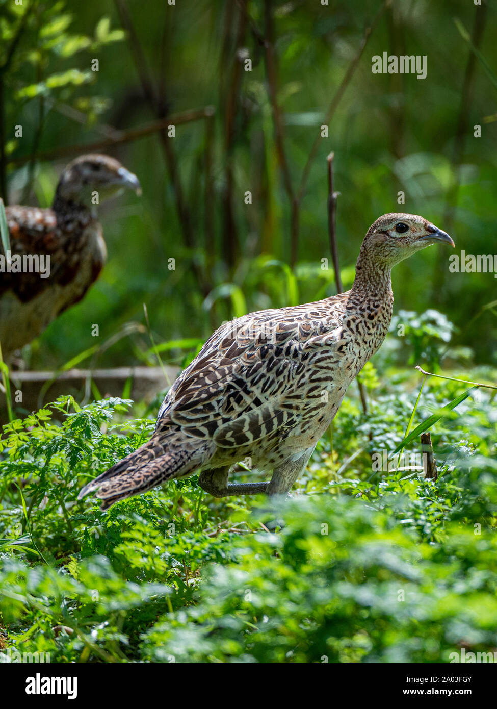 Ten week old pheasant chicks, (Phasianus colchicus) often known as ...