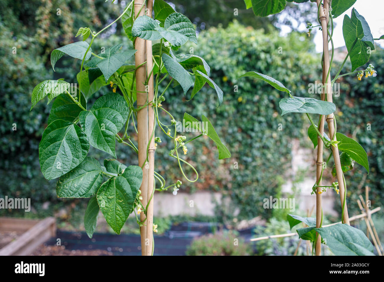 French Bean Plants on Bamboo Support in Home Garden Stock Photo - Alamy