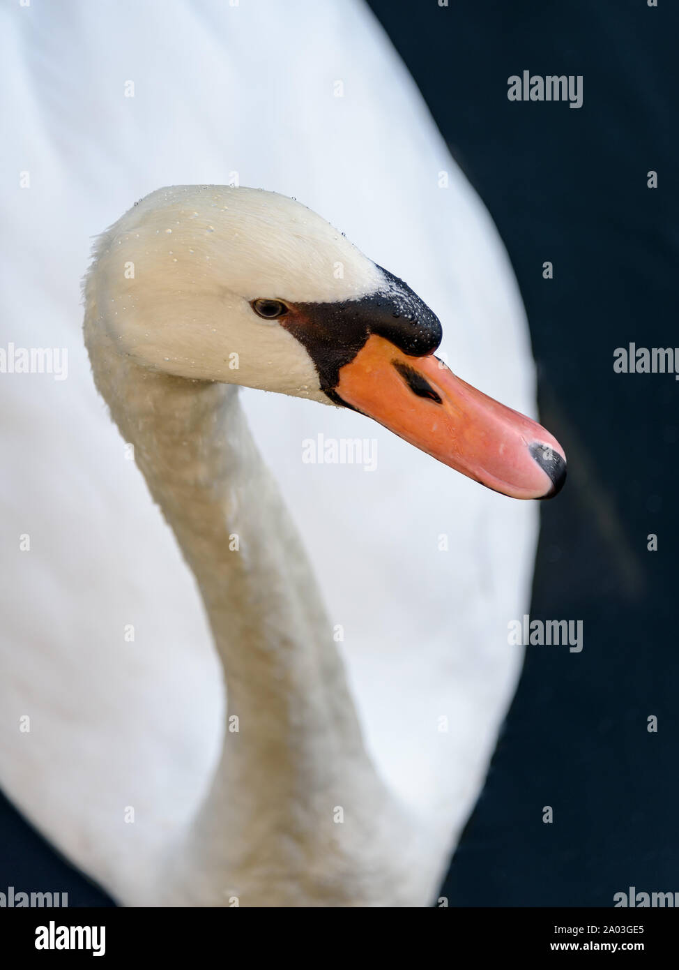 Up close swan hi-res stock photography and images - Alamy
