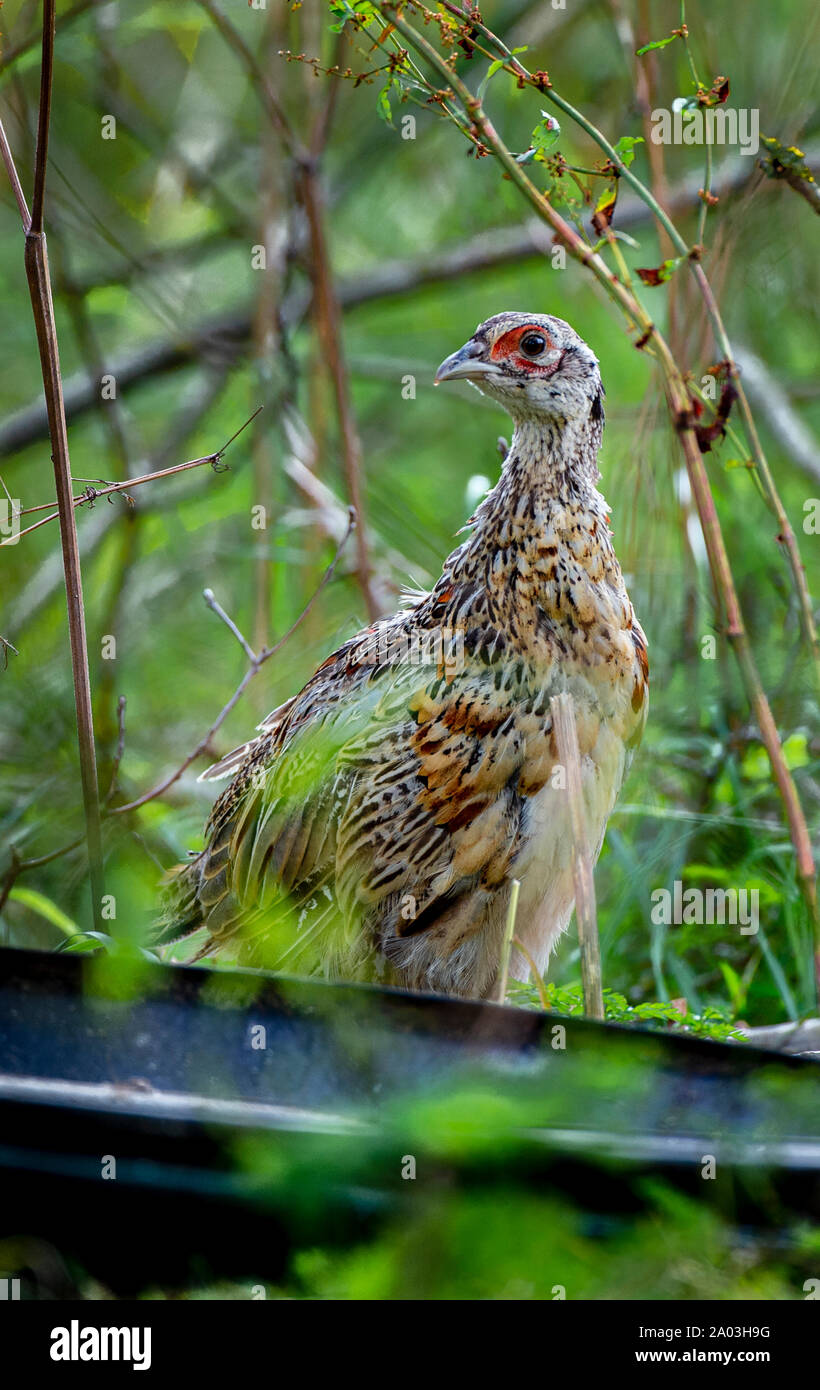 Ten week old pheasant chicks, (Phasianus colchicus) often known as ...
