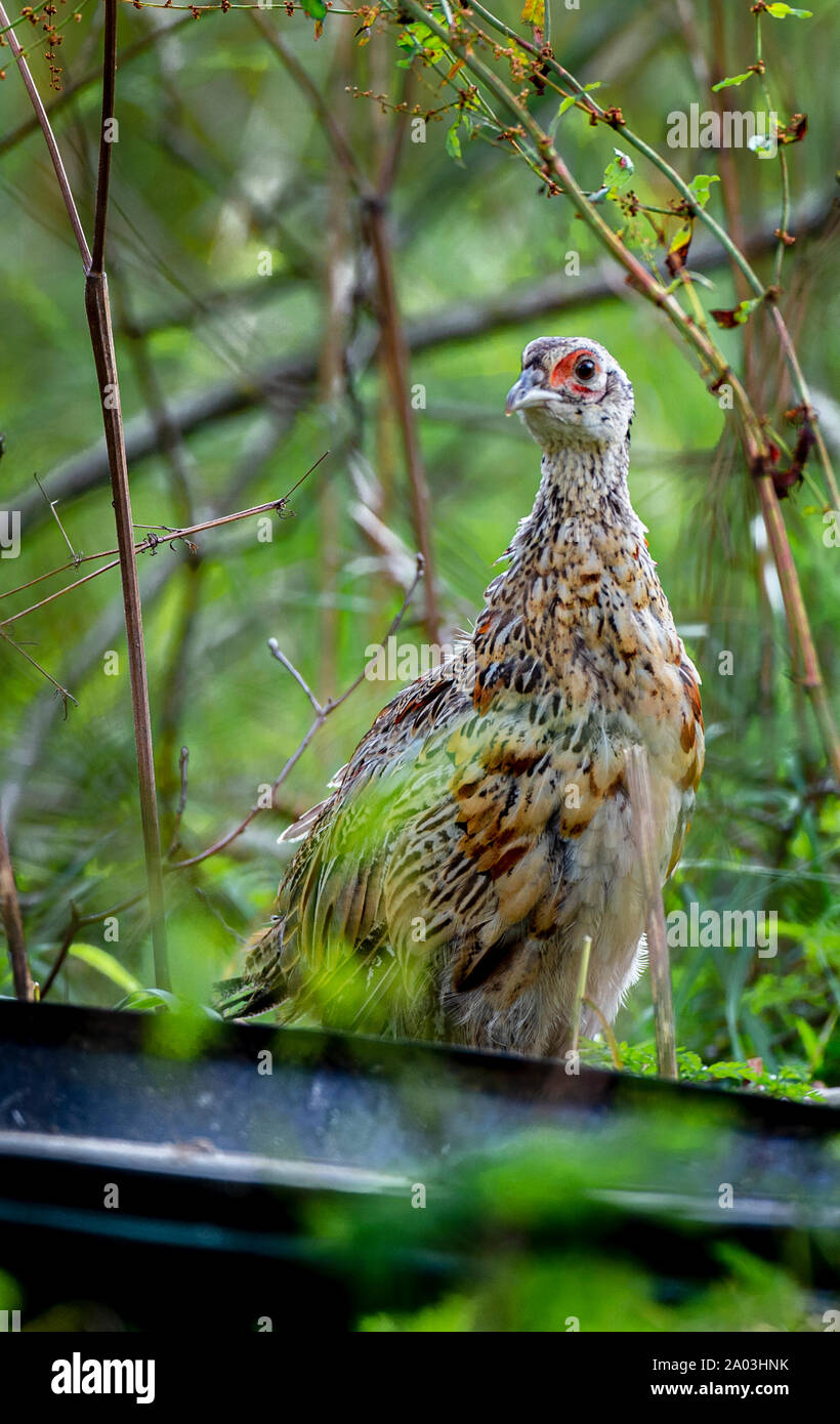 Ten week old pheasant chicks, (Phasianus colchicus) often known as ...