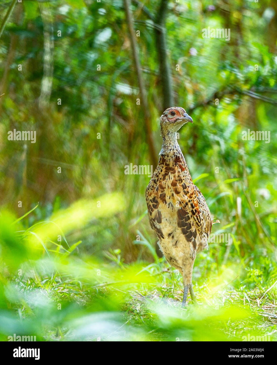 Ten week old pheasant chicks, (Phasianus colchicus) often known as ...
