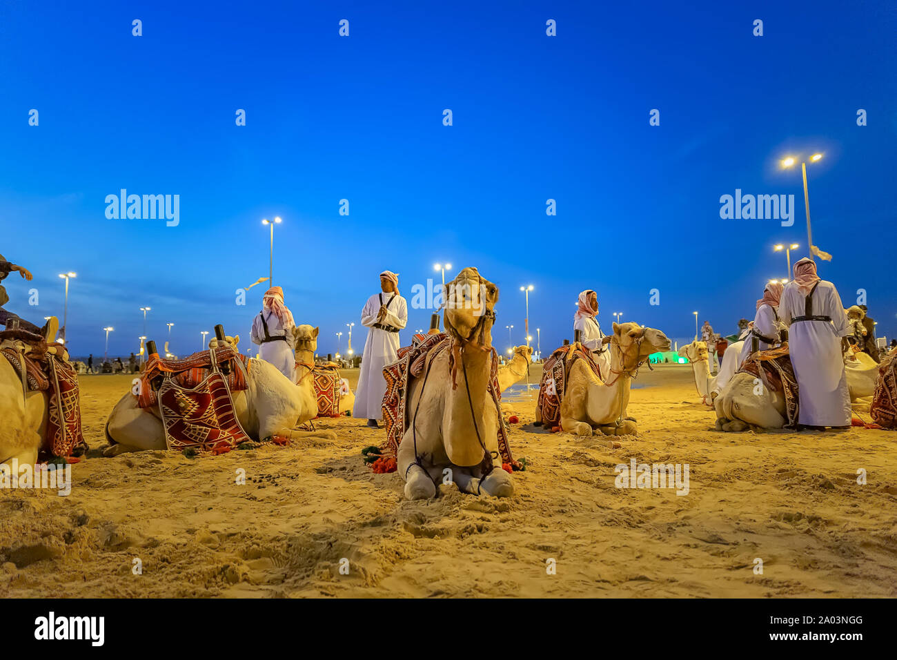 Desert safari horse ride festival in Abqaiq Dammam Saudi Arabia.This ...