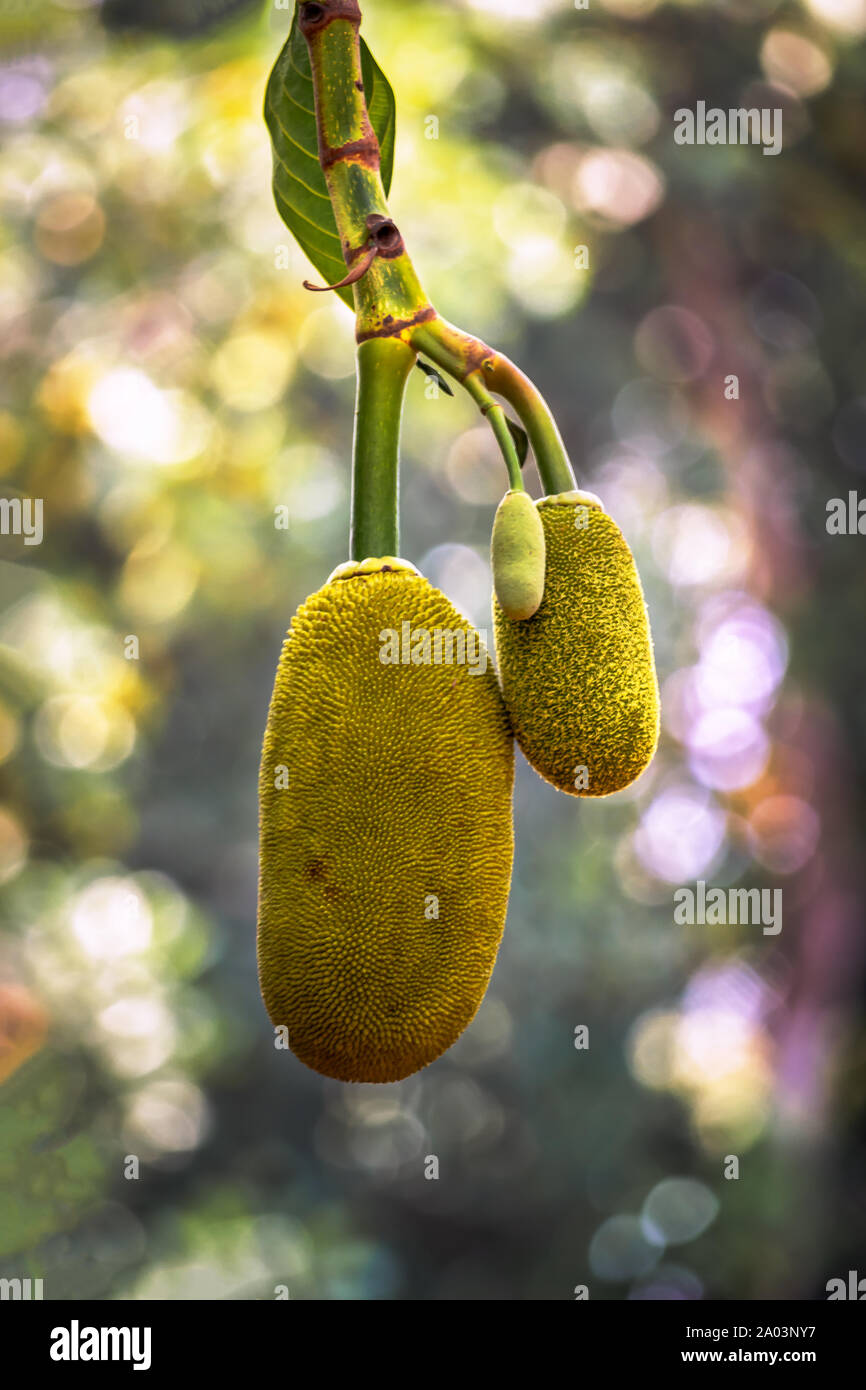 Jack fruit growing on tree hi-res stock photography and images - Alamy