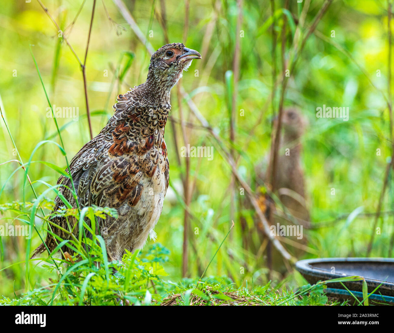 Ten week old pheasant chicks, (Phasianus colchicus) often known as ...