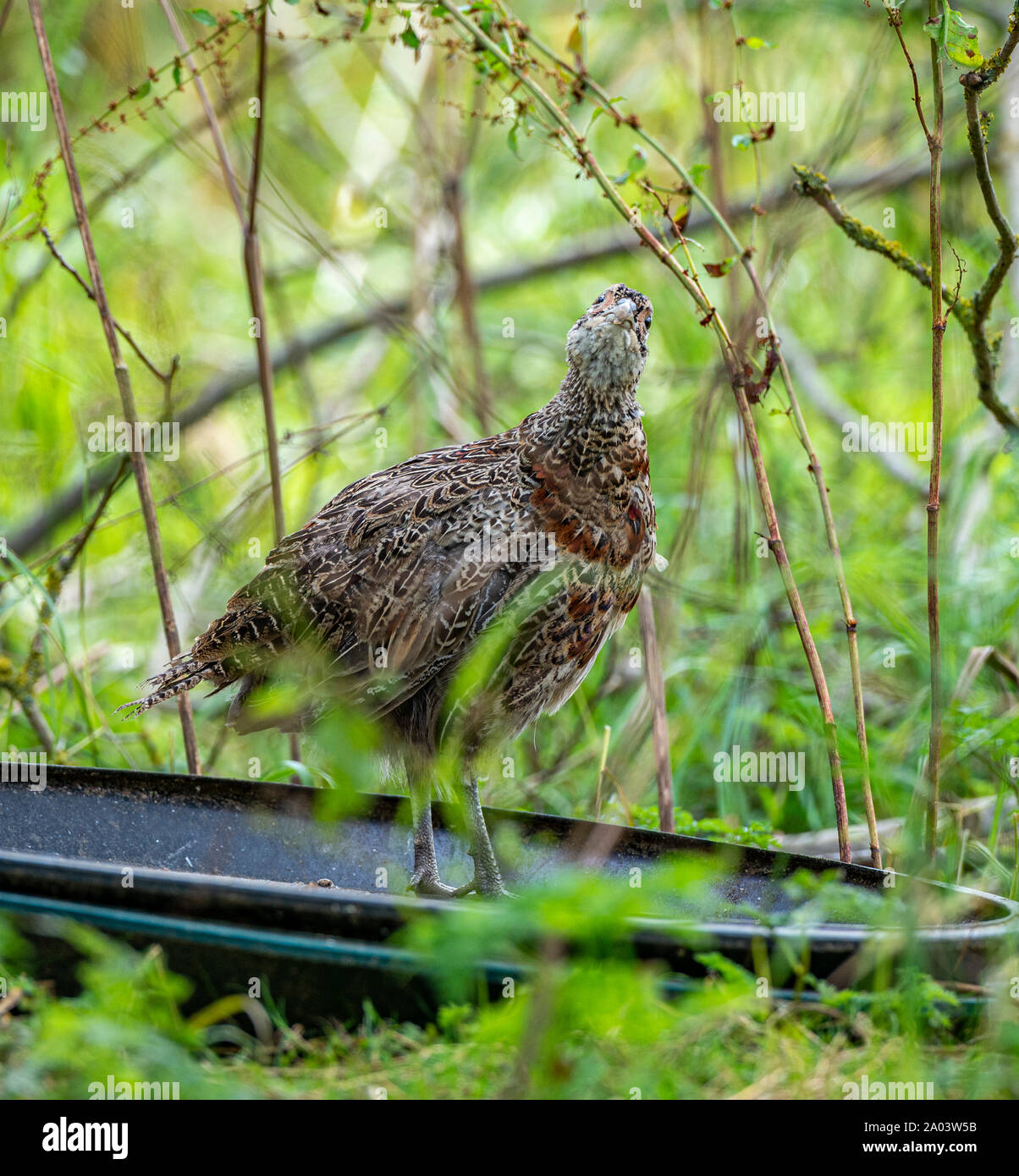 Ten week old pheasant chicks, (Phasianus colchicus) often known as ...