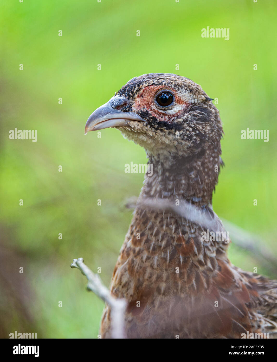 Old english game chick hi-res stock photography and images - Alamy