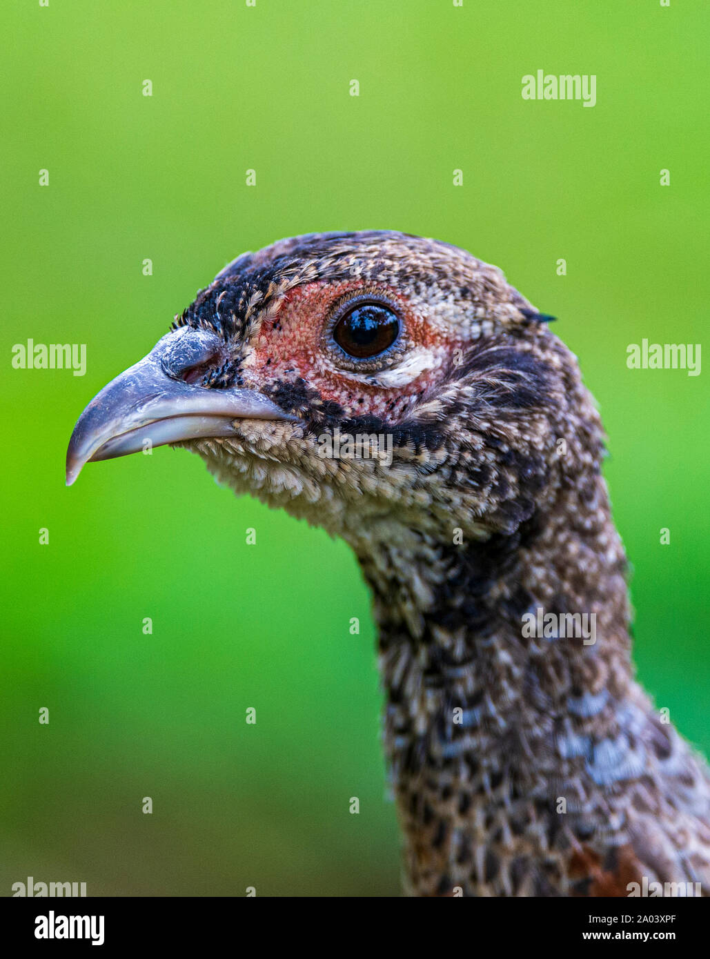 Old english game chick hi-res stock photography and images - Alamy