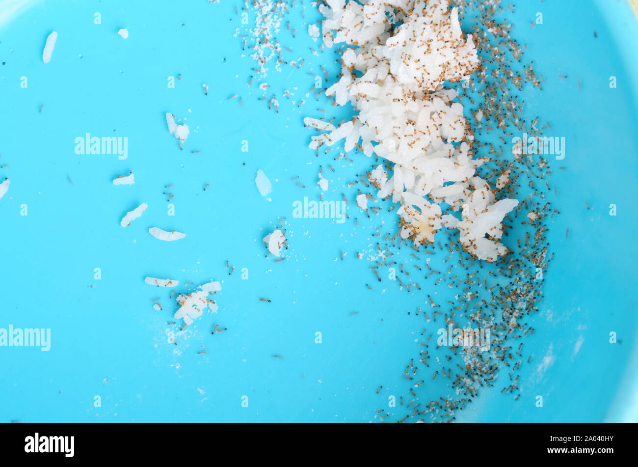 red ants feeding and carry rice to nest from pet bowl Stock Photo - Alamy