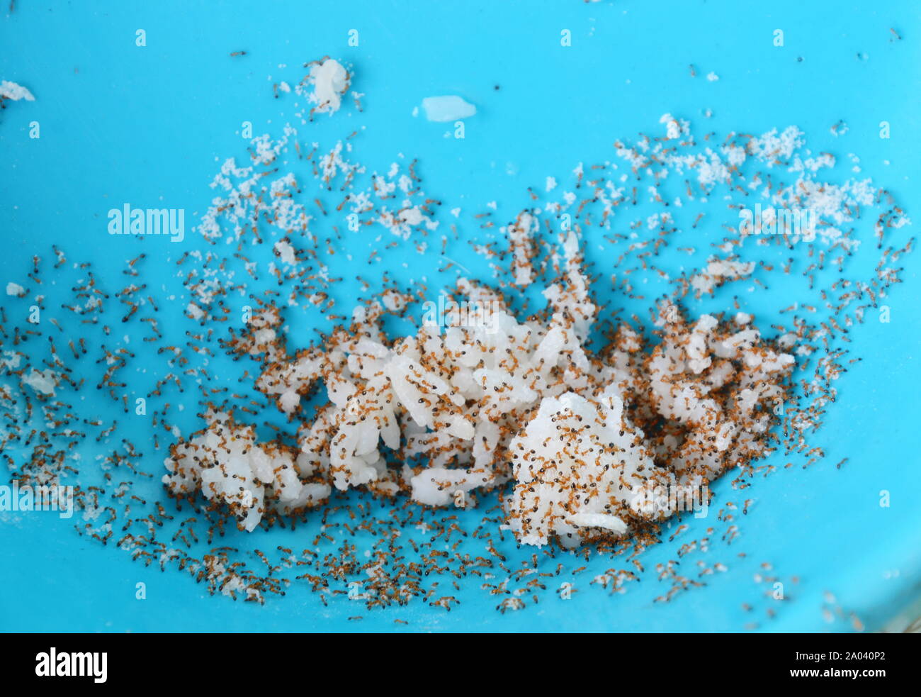 red ants feeding and carry rice to nest from pet bowl Stock Photo - Alamy