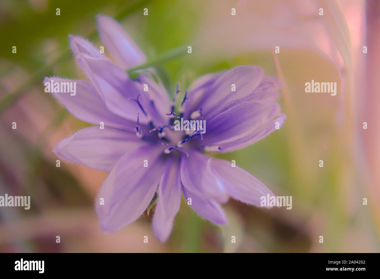 Purple flower with pistons hi-res stock photography and images - Alamy