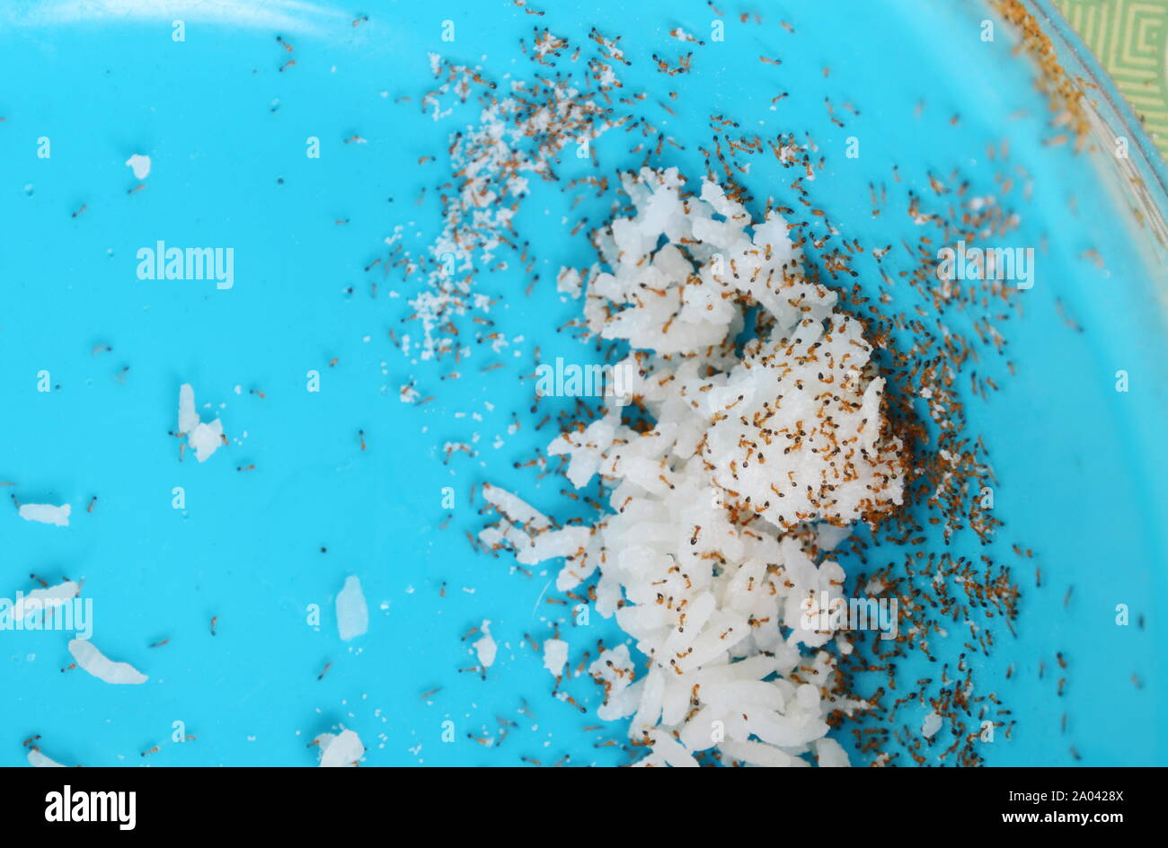 Army ants eating insect hi-res stock photography and images - Alamy