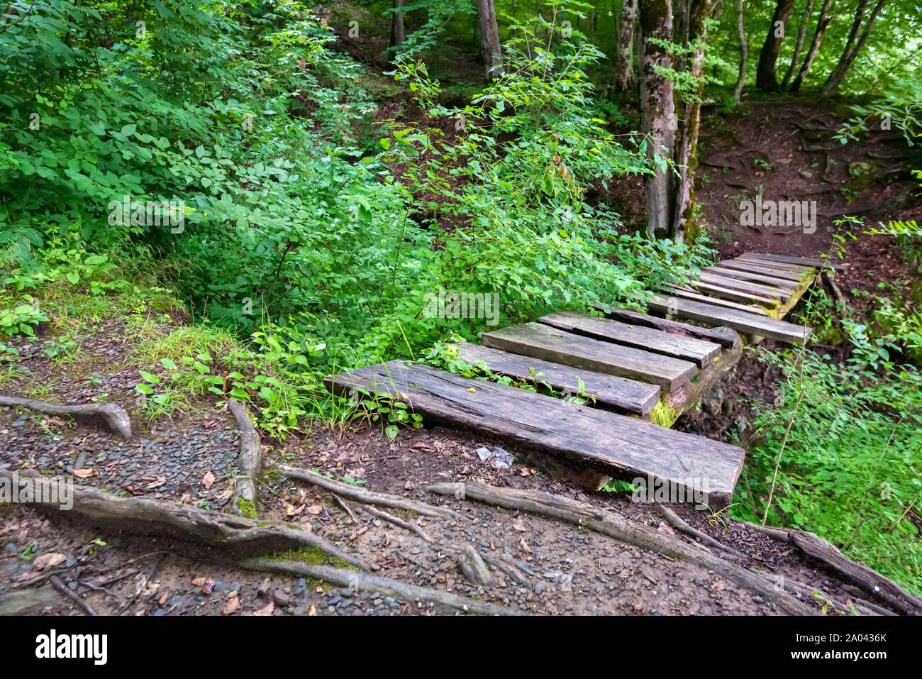 Wooden planks laid over a hole in forest Stock Photo - Alamy